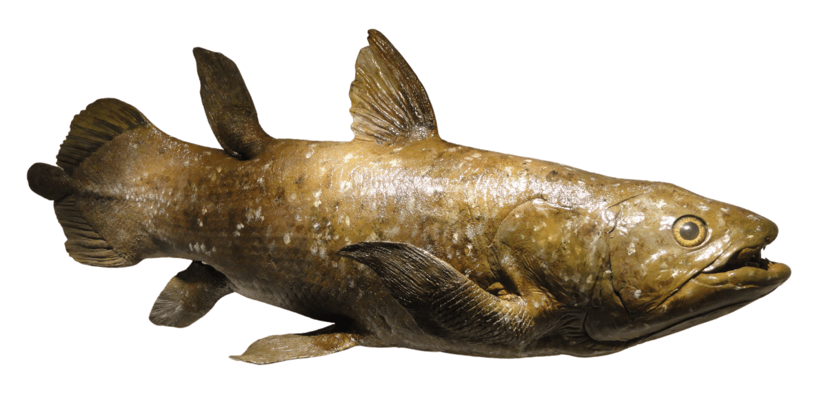 Exceptional new fish fossil sparks rethink of how Earth’s geology ...